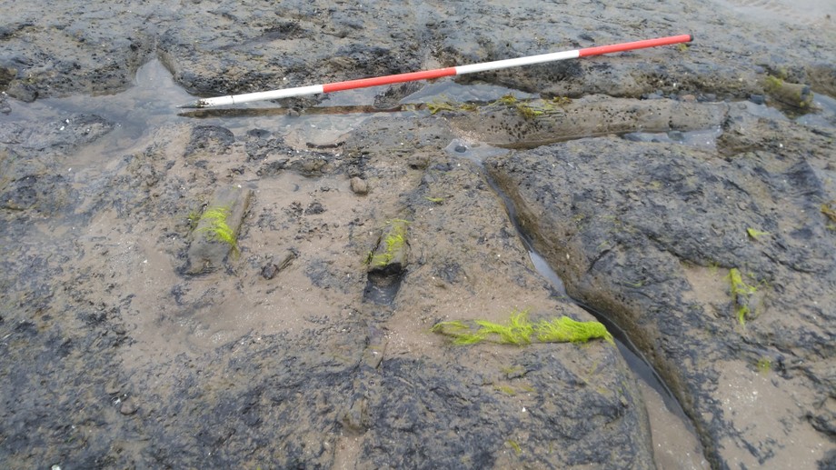 CITiZAN - Coastal Map - Photo - Drigg submerged forest